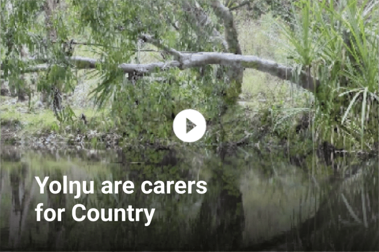 Home - Yolngu Knowledge Framework